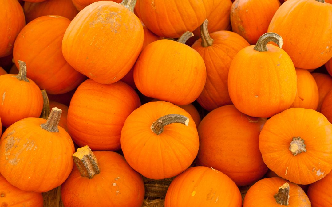 houston-area-pumpkin-patches - The Loken Group - Your Houston Real ...