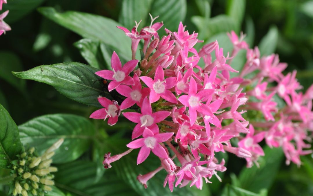 Butterfly Deep Pink Pentas - The Loken Group - Your Houston Real Estate ...