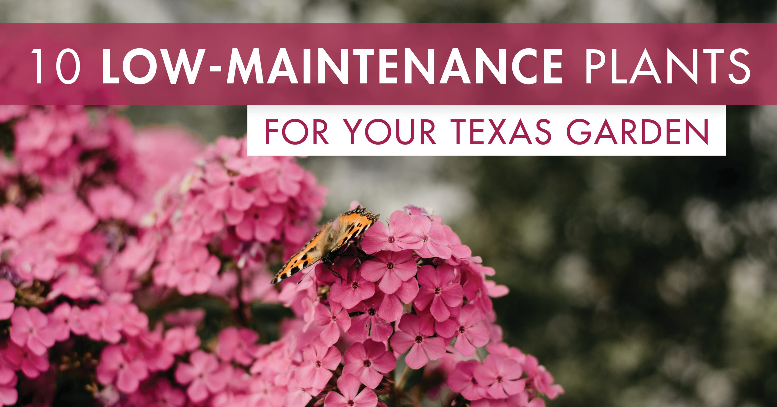 Best Flowers To Grow In Houston Tx | Best Flower Site